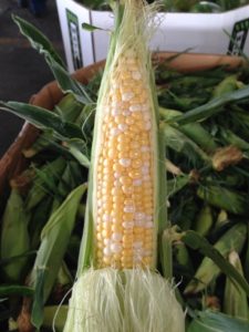 Corn | West Tennessee AgResearch and Education Center